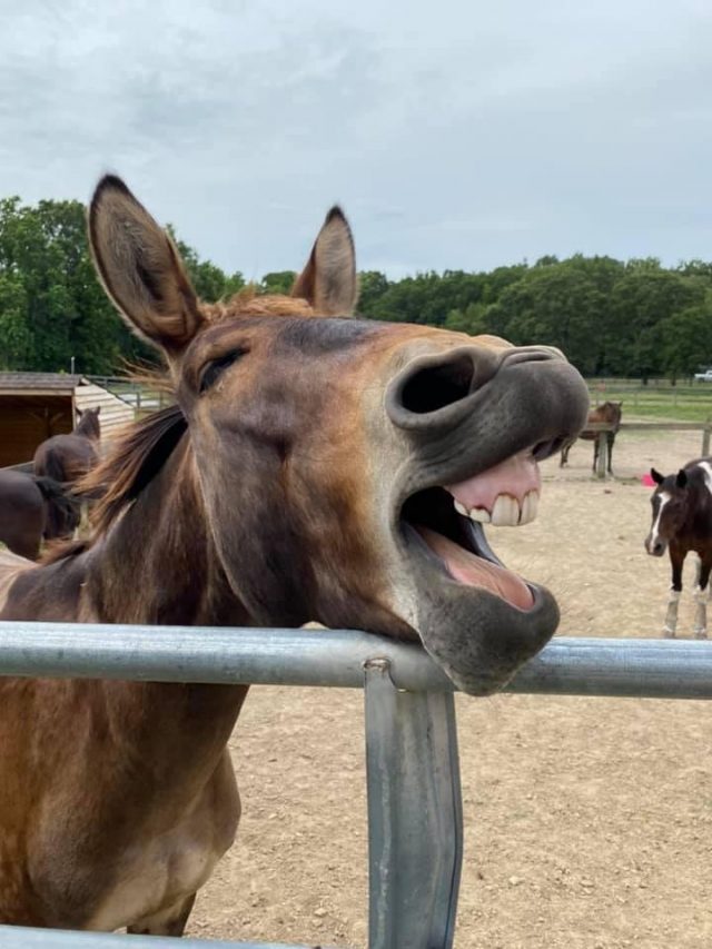Reader Photo Challenge, Part II: Love Those Long Ears! | HORSE NATION