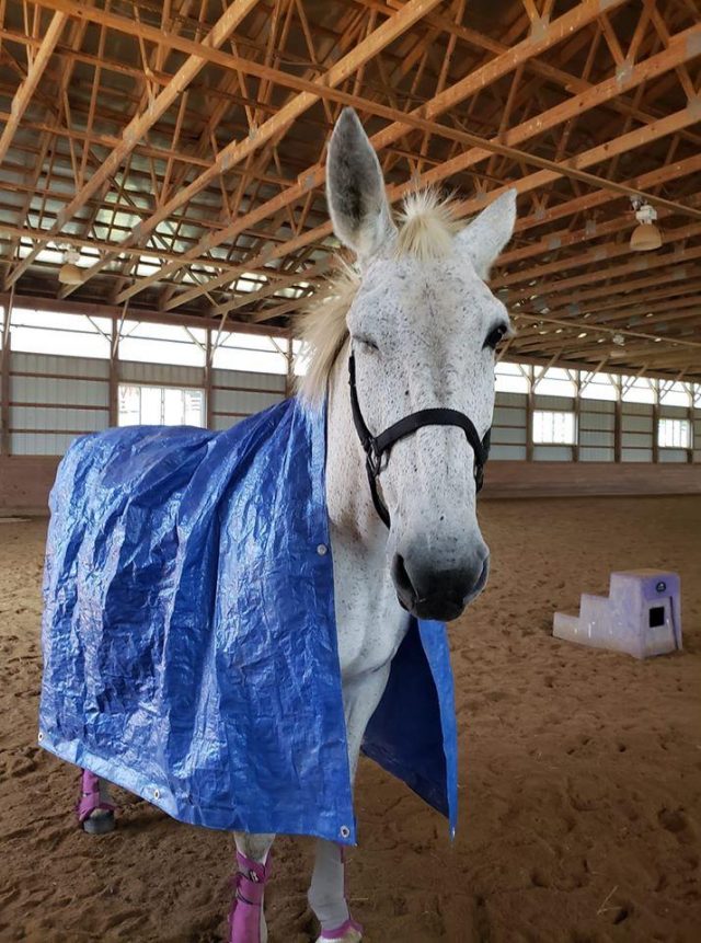 Reader Photo Challenge, Part II: Love Those Long Ears! | HORSE NATION