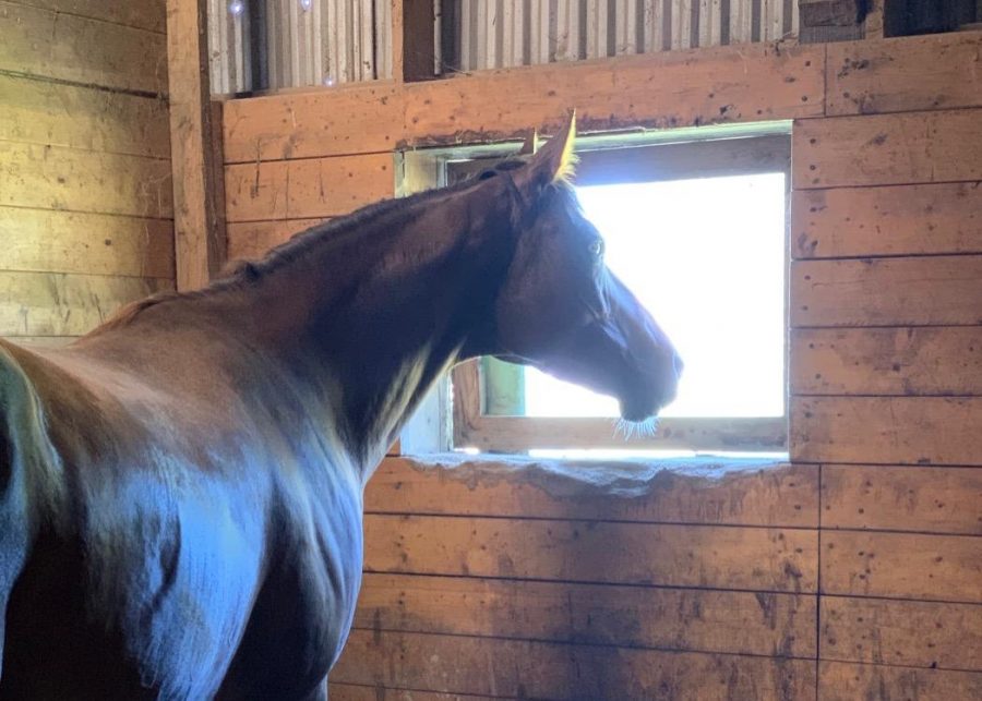 Stall Rest: You Reap What You Sow | HORSE NATION