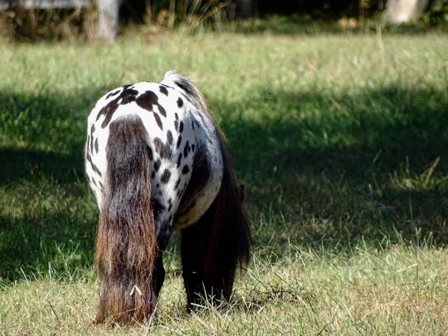 Photo Challenge: 19 Horse Butts | HORSE NATION