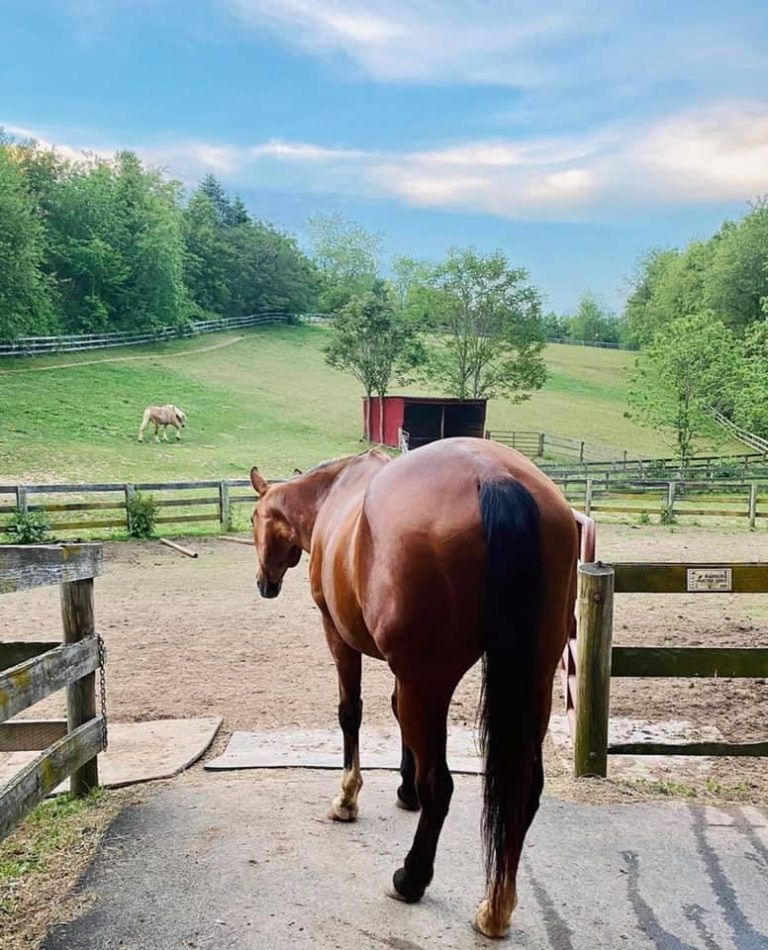 Photo Challenge: 19 Horse Butts | HORSE NATION