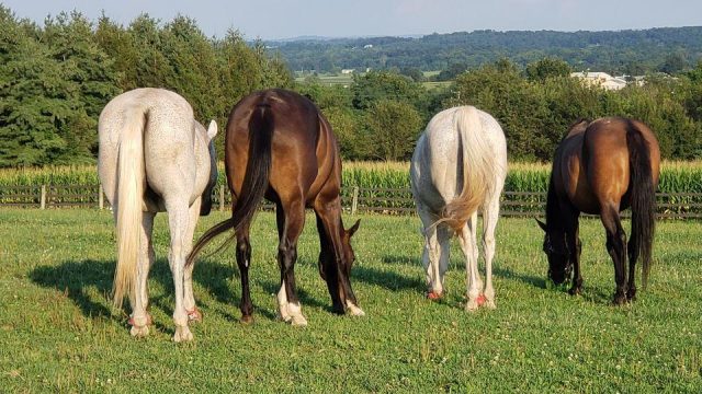 Photo Challenge: 19 Horse Butts | HORSE NATION