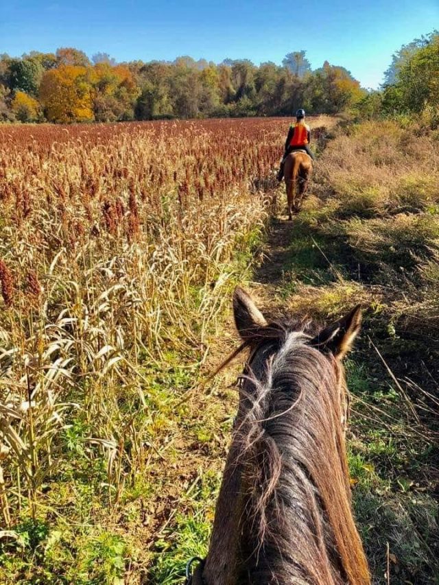 Reader Photo Challenge: Fall Foliage | HORSE NATION