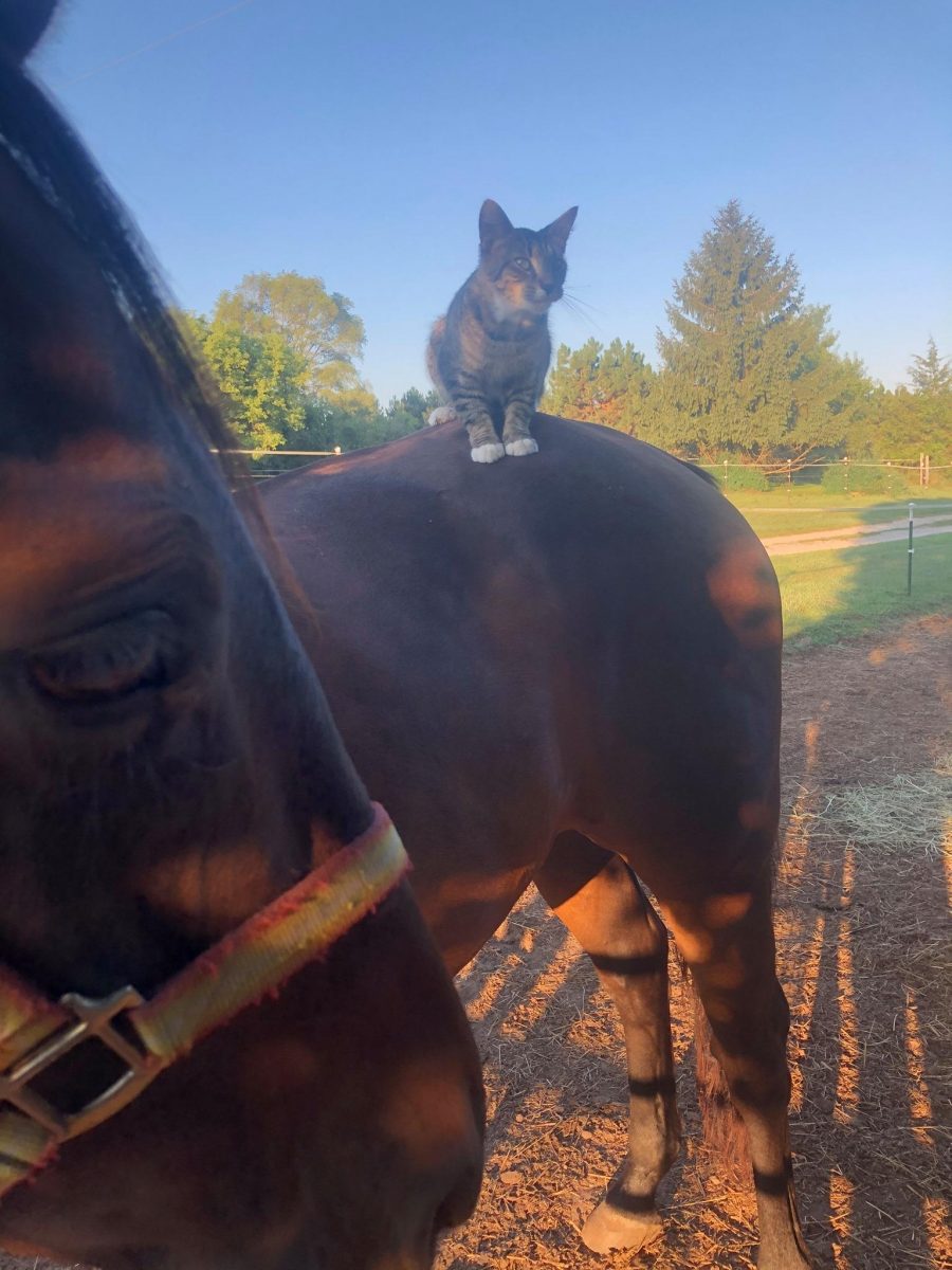 Photo Challenge: 13 Horses and Their Barn Friends | HORSE NATION