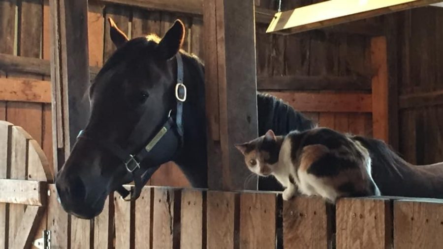 Photo Challenge: 13 Horses and Their Barn Friends | HORSE NATION