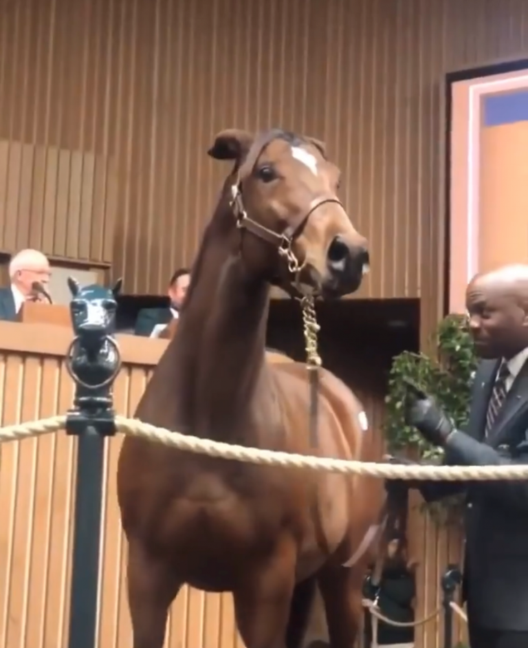 Kentucky Performance Products Tuesday Video: Floppy Ears | HORSE NATION