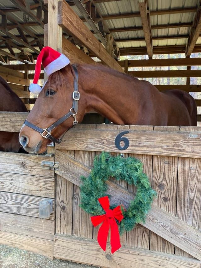 Reader Photo Challenge: Deck The Halls…Or Stalls! | HORSE NATION