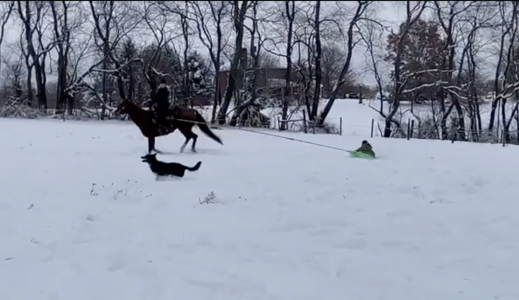 #TGIF: Play in the Snow | HORSE NATION