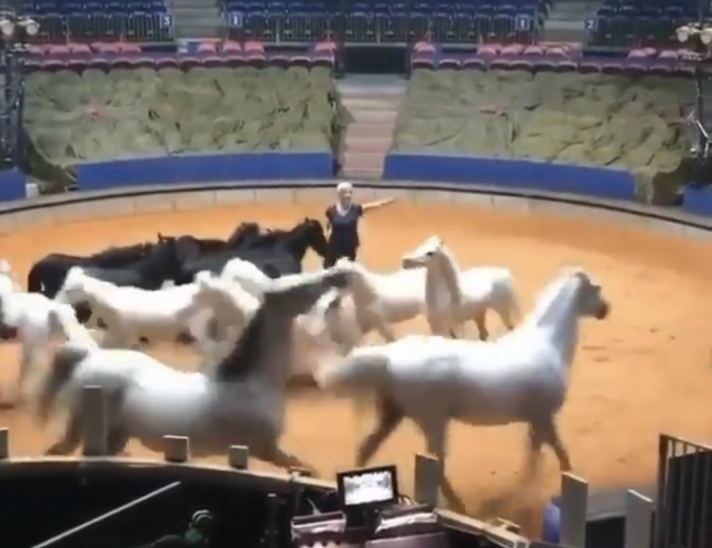 Thursday Video: Liberty Work… | HORSE NATION