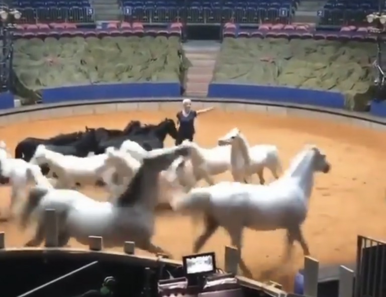 Thursday Video: Liberty Work… | HORSE NATION