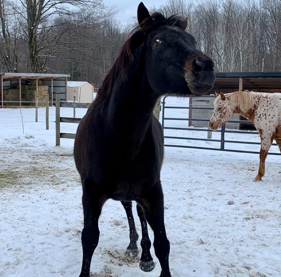 Reader Photo Challenge: Moody Mares (and Geldings) | HORSE NATION