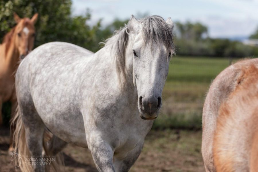 Reader Photo Challenge: Moody Mares (and Geldings) | HORSE NATION