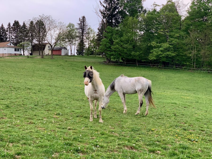 A Day in the Life of a Pony Named Pony: The Enforcer | HORSE NATION