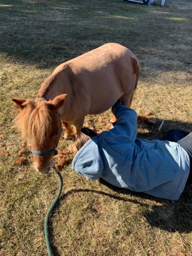 Reader Photo Challenge: ‘Tis the Season | HORSE NATION