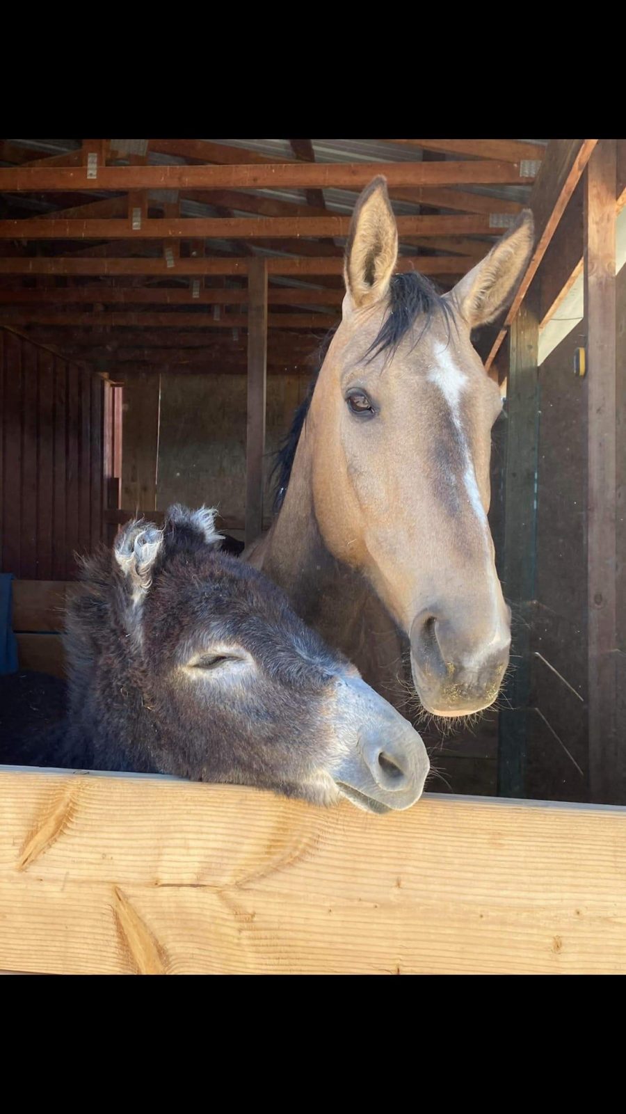 Reader Photo Challenge: Equine Siblings | HORSE NATION