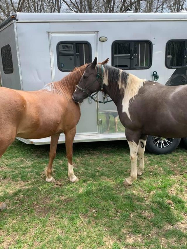 Reader Photo Challenge: Equine Siblings | HORSE NATION