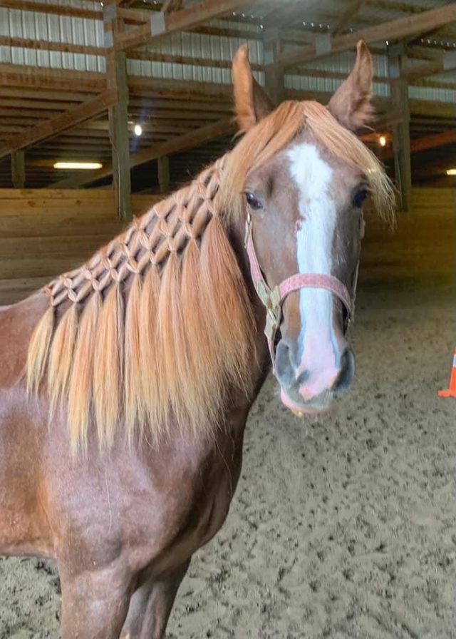 Reader Photo Challenge: Barn Hair Don’t Care | HORSE NATION