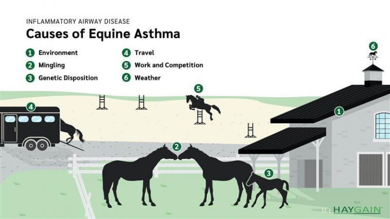 Weekend Wellness: Equine Asthma Causes are Everywhere! | HORSE NATION