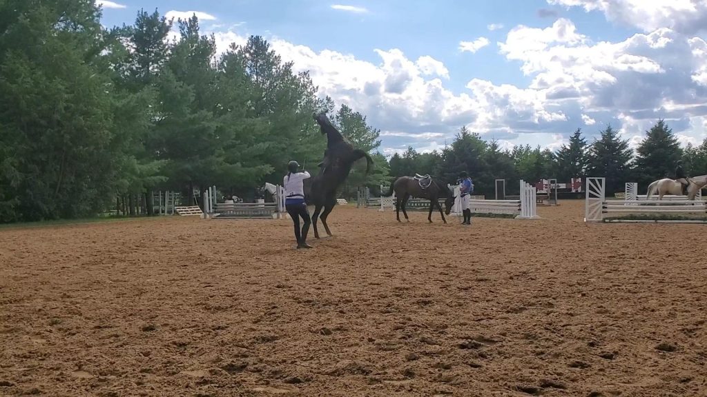 Self-Regulation in Horses: Is Your Horse Ready to Learn? | HORSE NATION