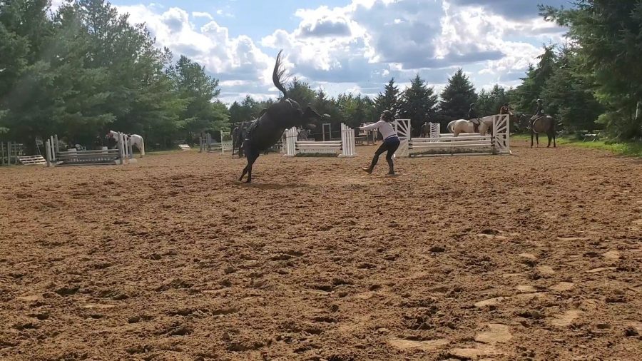 Self-Regulation in Horses: Is Your Horse Ready to Learn? | HORSE NATION