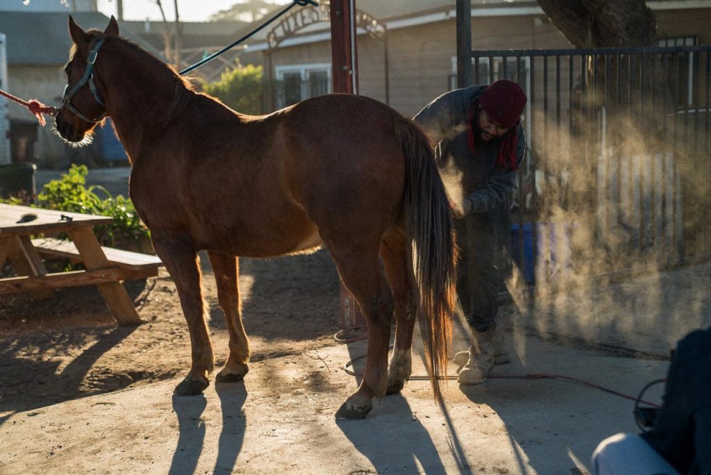 Corro | HORSE NATION