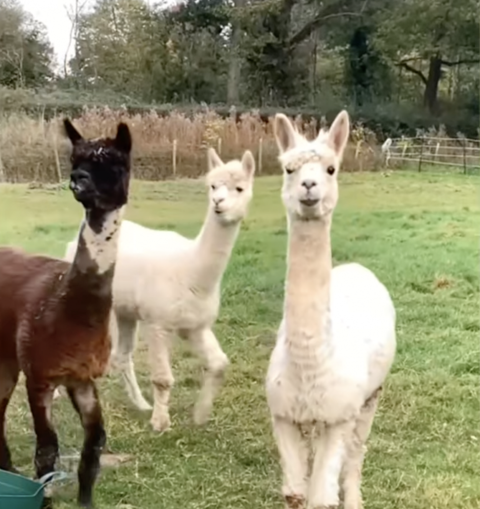 alpacas | HORSE NATION