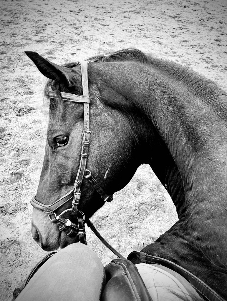 Thoroughbred Logic: The Mounting Block | HORSE NATION