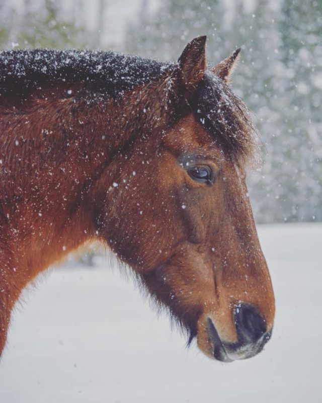 Reader Photo Challenge: Pretty Snow Pictures | HORSE NATION