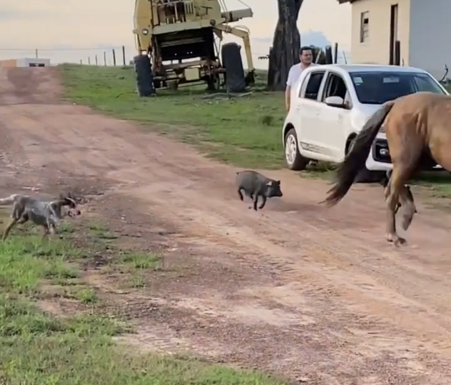 Kentucky Performance Products Tuesday Video: Herding Pig | HORSE NATION