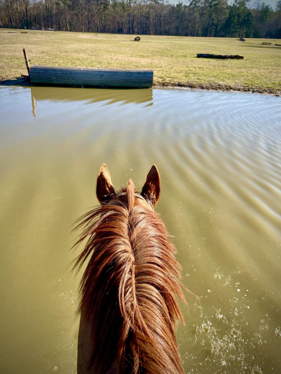 Thoroughbred Logic: Go Forward. | HORSE NATION