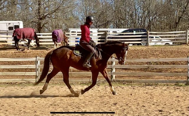 Thoroughbred Logic: Go Forward. | HORSE NATION