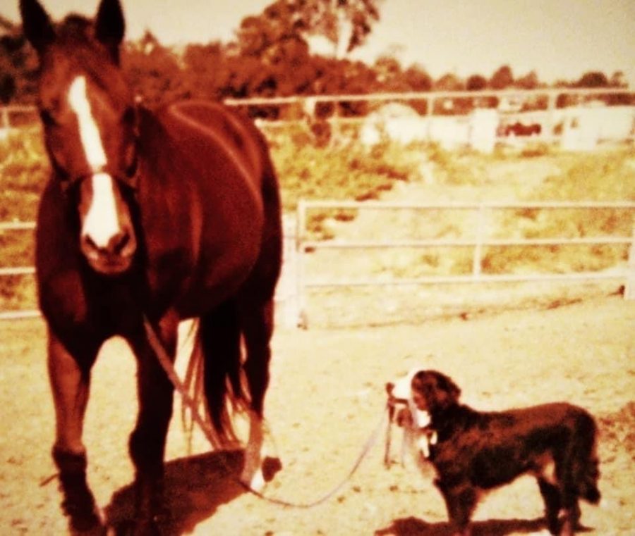 Reader Photo Challenge: Puppy Pals | HORSE NATION