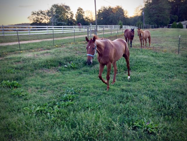 Thoroughbred Logic: Surviving the First Week Off-Track | HORSE NATION