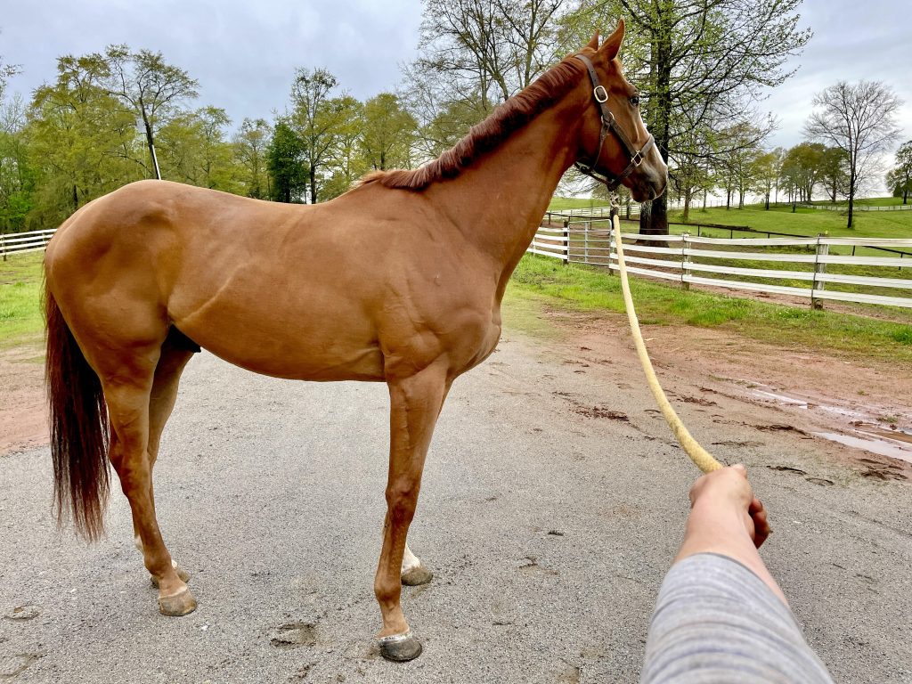 Thoroughbred Logic: Surviving the First Week Off-Track | HORSE NATION