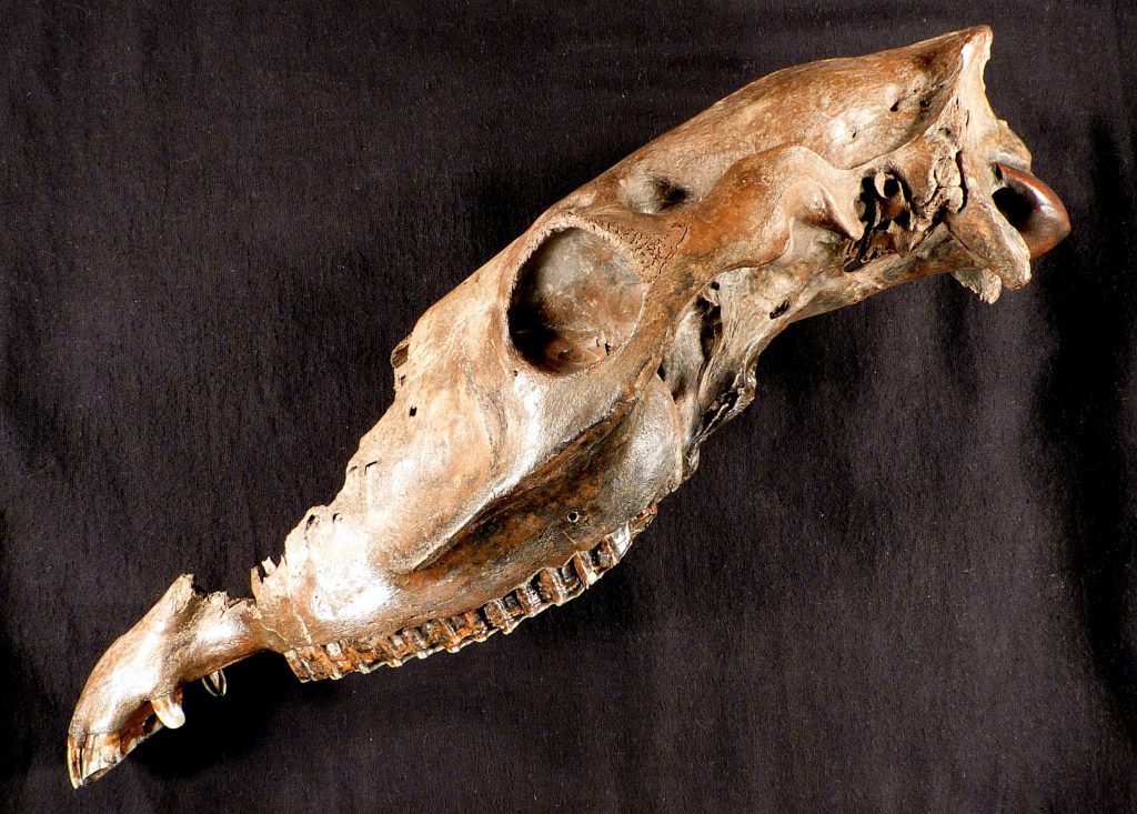 Equus Obscurus: Horse Skull Lore | HORSE NATION