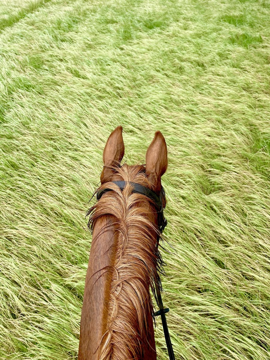 Thoroughbred Logic: Hit the Trails | HORSE NATION