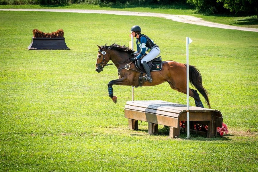 Thoroughbred Logic: Aim For The Whole Story | HORSE NATION