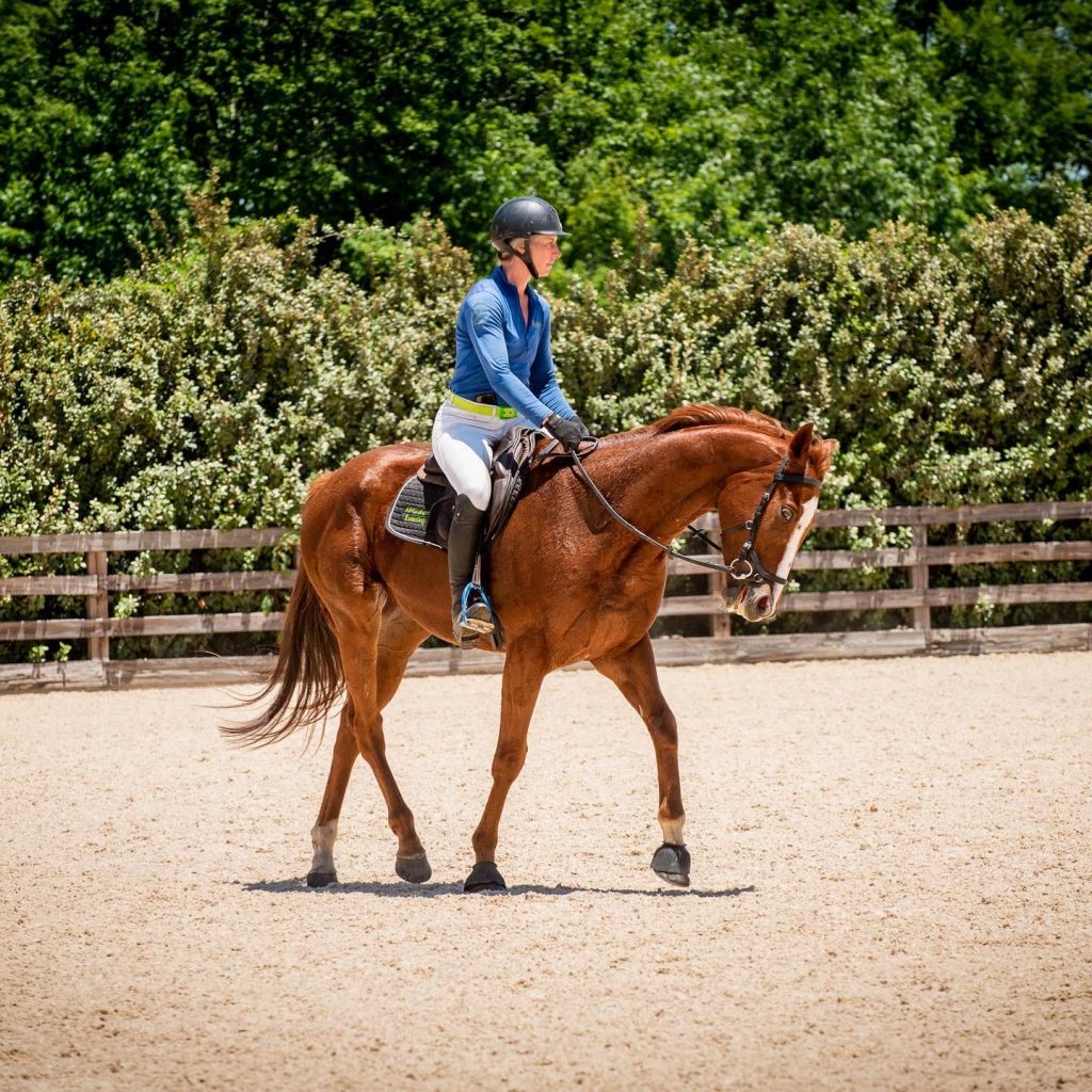 Thoroughbred Logic: Just Ignore Them | HORSE NATION