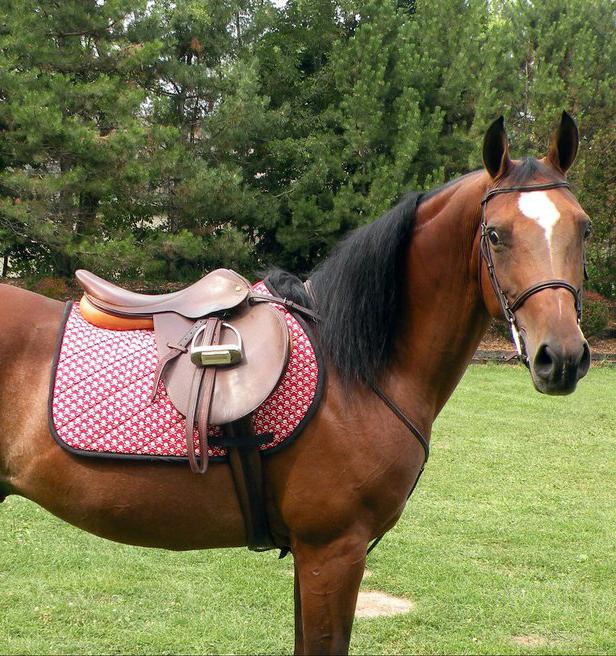 Turn Out for a Cause: Padded Ponies | HORSE NATION