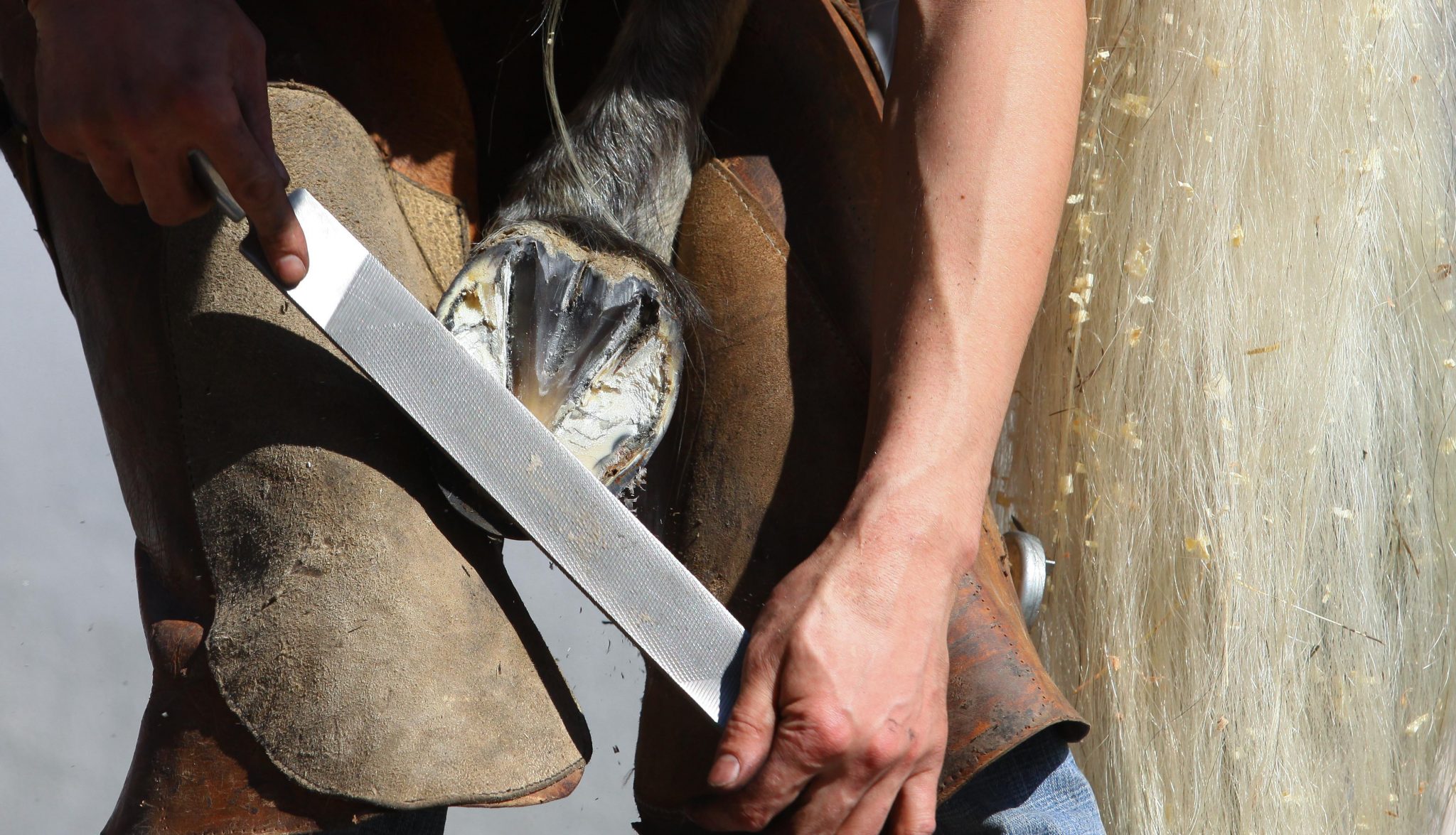 Happy National Farriers Week! Ways to Show Your Farrier Your ...