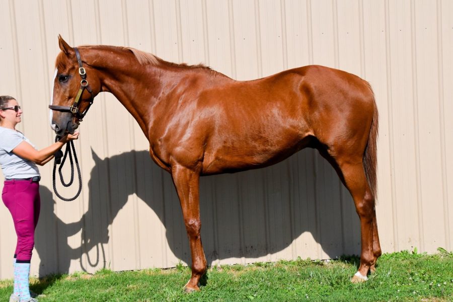 Thoroughbred Logic: Pedigrees and Horoscopes | HORSE NATION