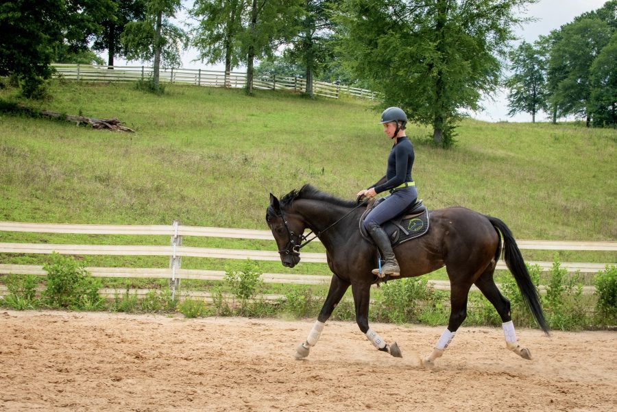 Thoroughbred Logic: Pedigrees and Horoscopes | HORSE NATION
