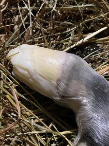 Mythbuster Monday: Foals are Born with Slippers | HORSE NATION