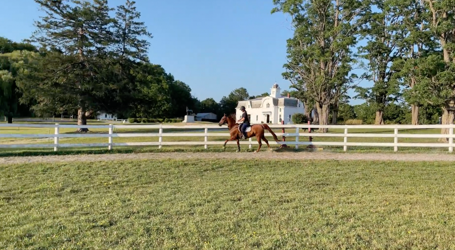 HN Blogger Contest Round Two: The UVM Morgan Horse Farm | HORSE NATION