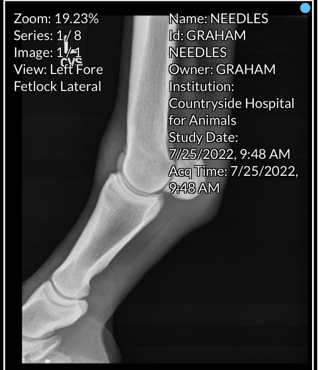 Thoroughbred Logic, Presented by OTTB United: Get the Image | HORSE NATION