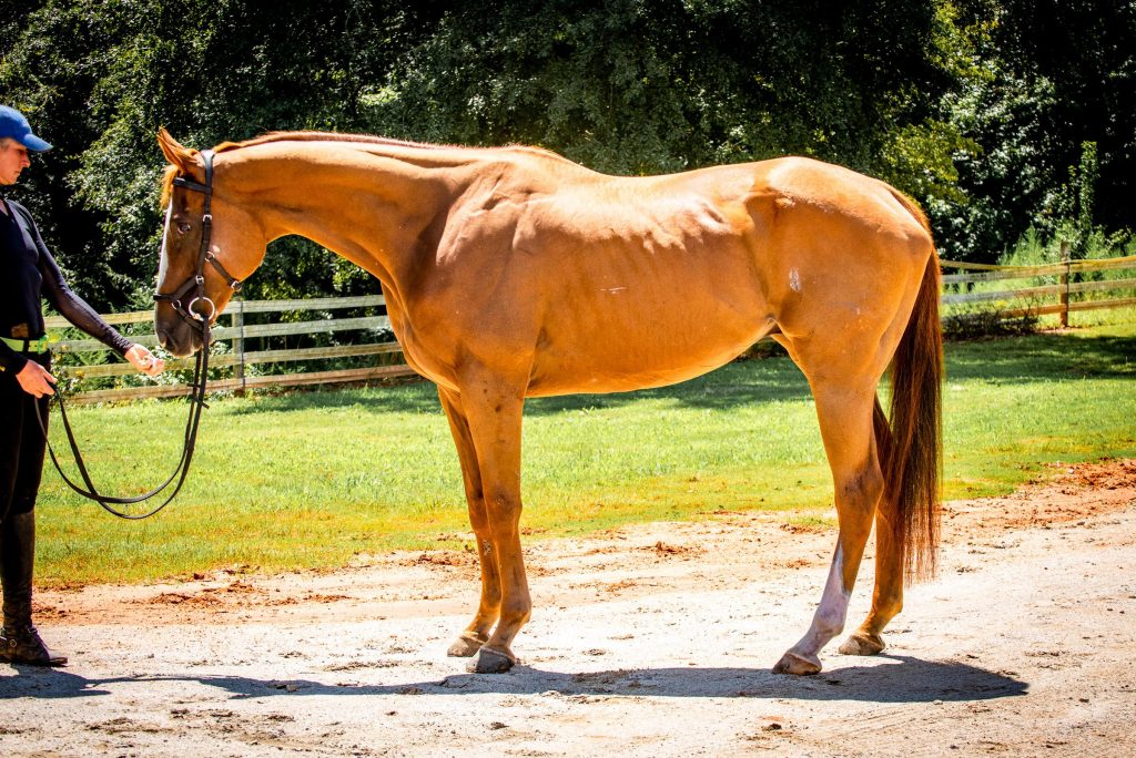 Thoroughbred Logic, Presented by Kentucky Performance Products: Three ...