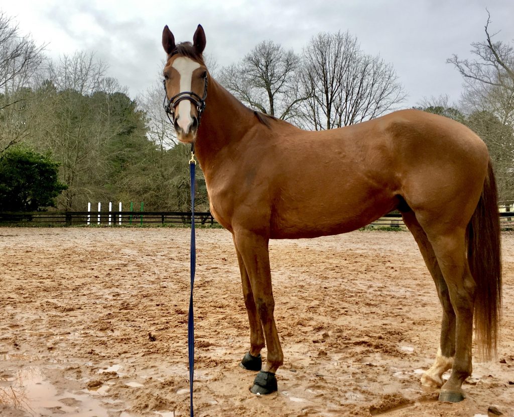 Thoroughbred Logic, Presented by OTTB United: Lunge Right | HORSE NATION