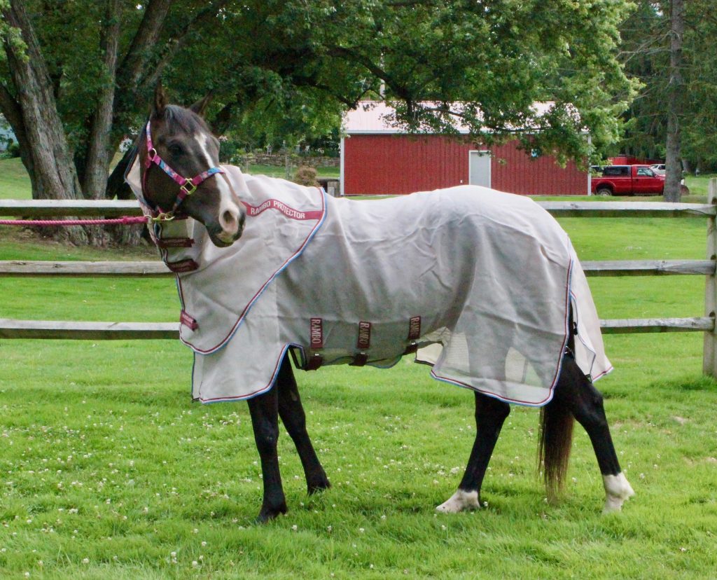 Product Review: Rambo® Protector Fly Sheet From Horseware Ireland ...