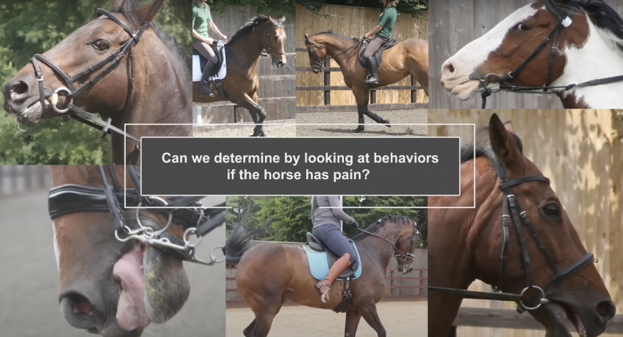 Shifting the Paradigm of How We See Lameness: A MUST Watch | HORSE NATION