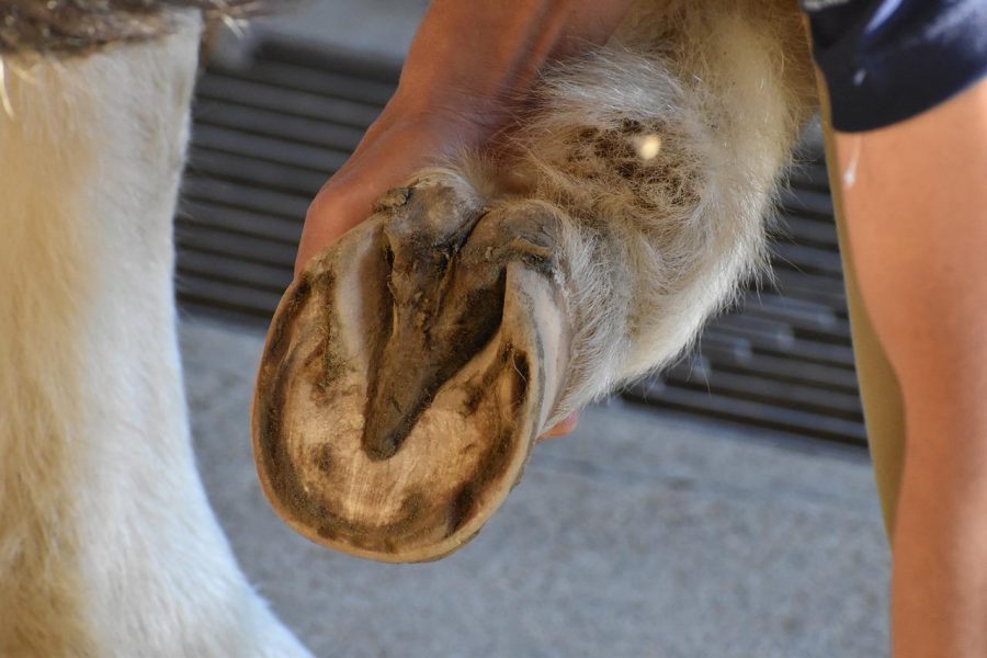 Mythbuster Monday: Horses Used to Have Five Toes | HORSE NATION